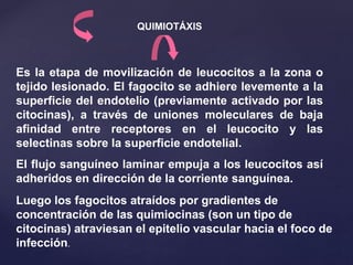 Fagocitosis | PPT