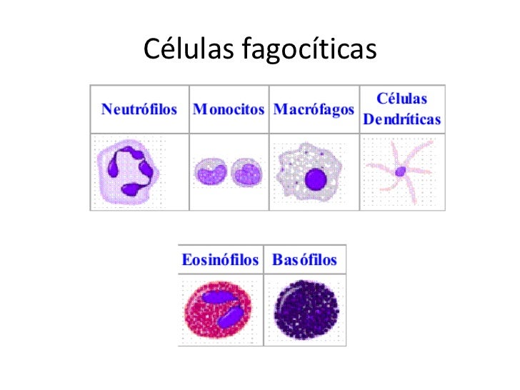 Fagocitosis exposicion inmuno