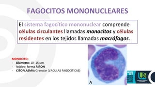 Fagocitos mononuclear y appc mafe | PPTX