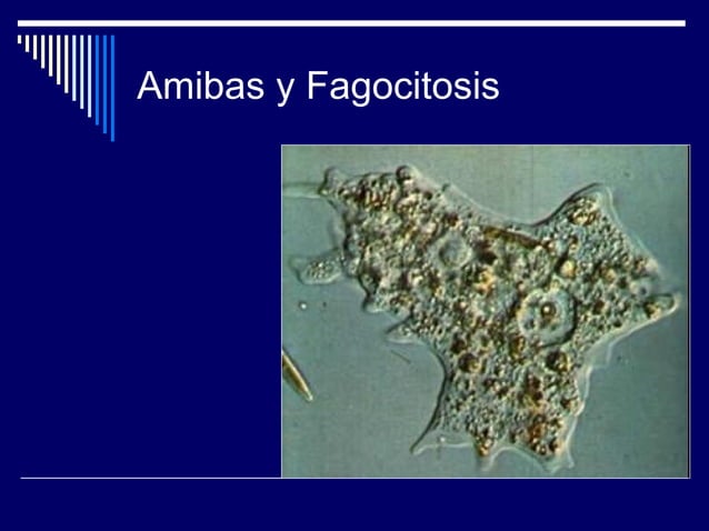 Fagocitos Y Fagocitosis | PPT