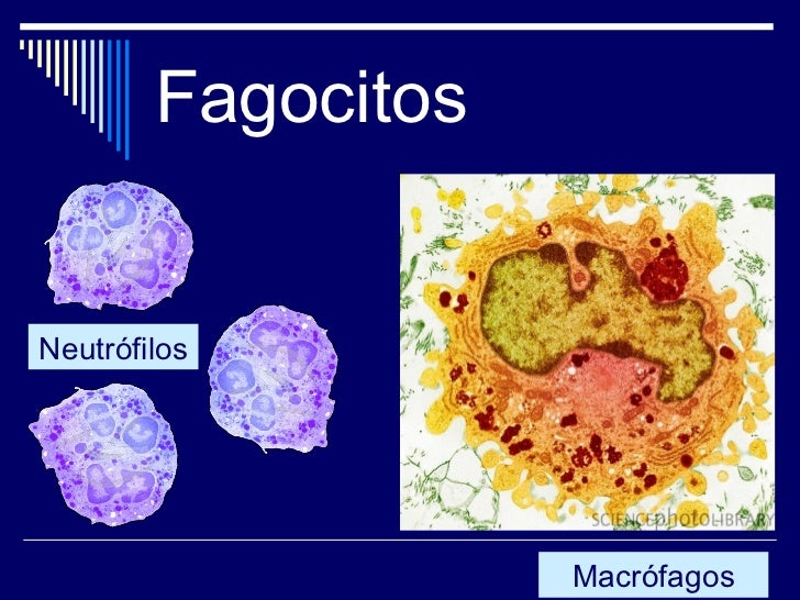 Fagocitos Y Fagocitosis