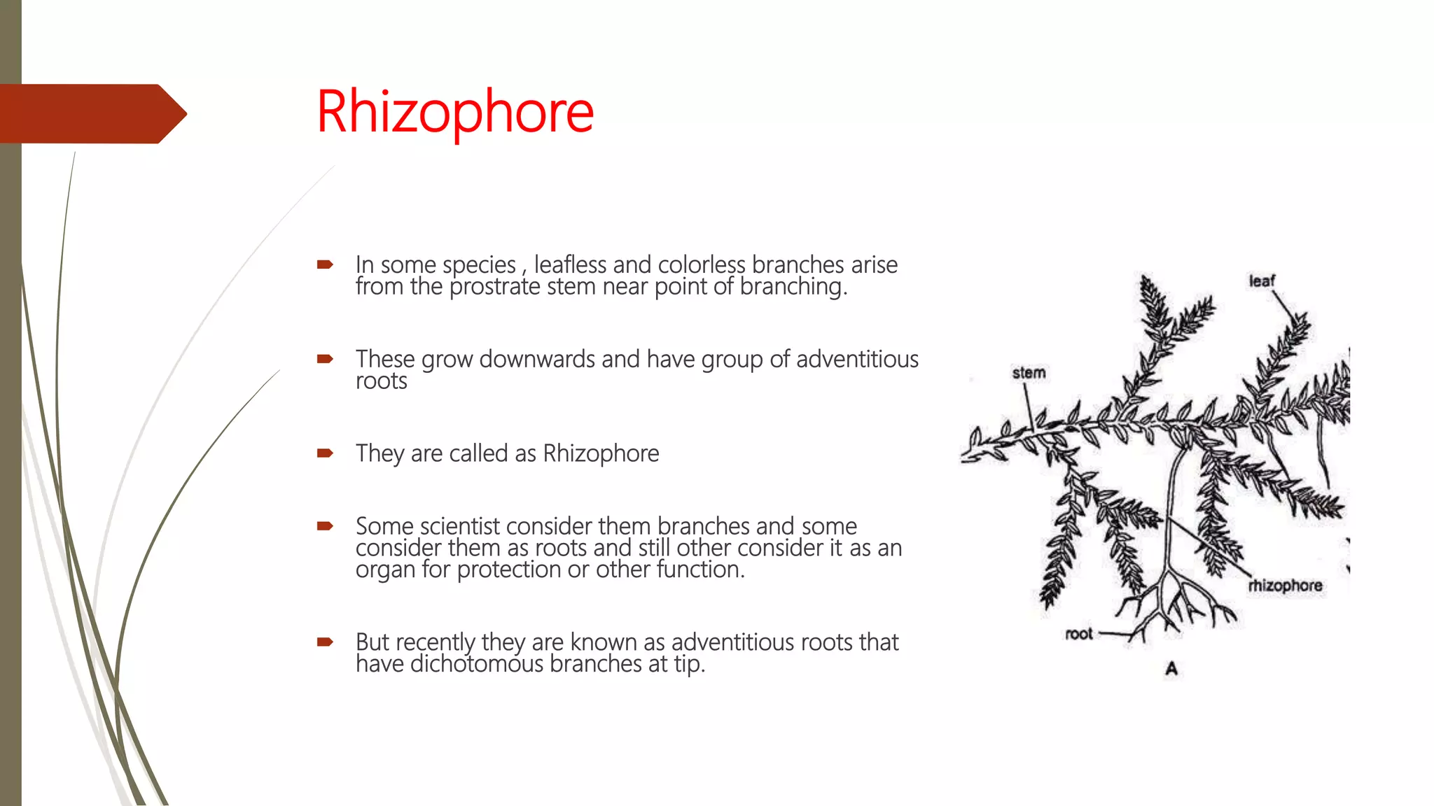 Morphology of Selaginella | PPTX