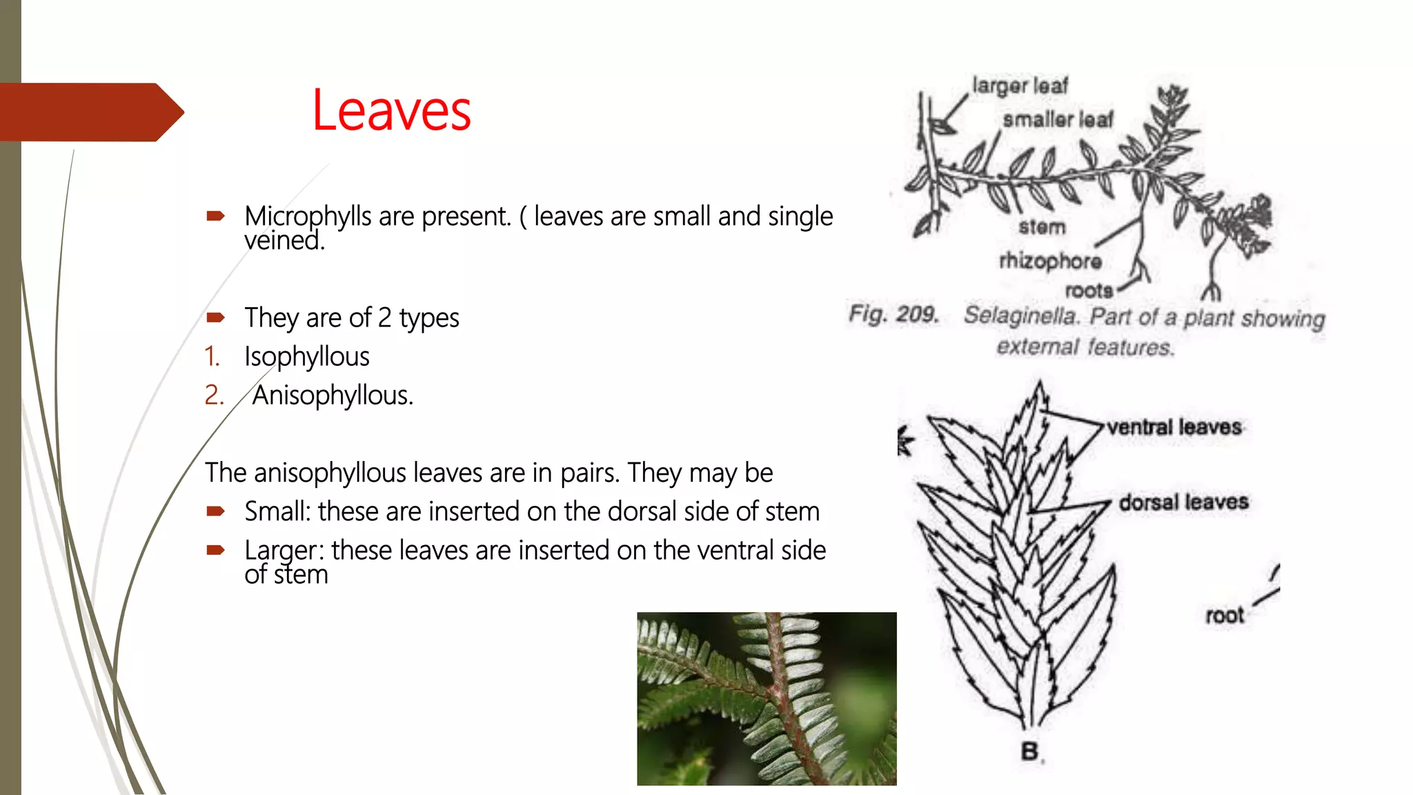 Morphology of Selaginella | PPTX