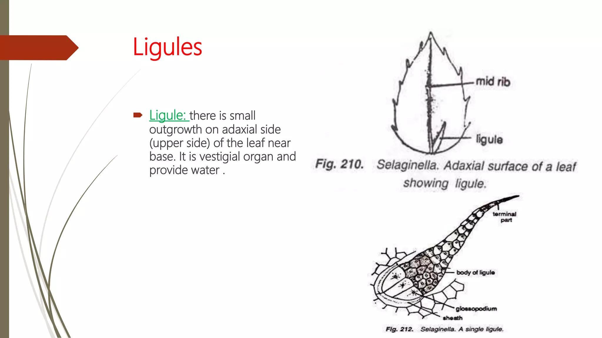 Morphology of Selaginella | PPTX | Geology | Science