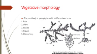 Morphology of Selaginella | PPTX | Geology | Science