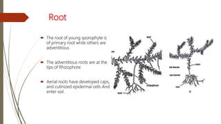 Morphology of Selaginella | PPTX | Geology | Science