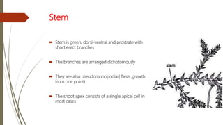 Morphology of Selaginella | PPTX | Geology | Science