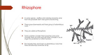 Morphology of Selaginella | PPTX | Geology | Science
