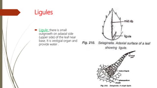 Morphology of Selaginella | PPTX | Geology | Science