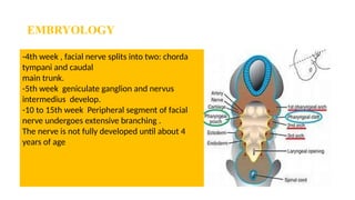 faical nerve. TIPS AND TRIPS JOURNEYpptx | PPTX