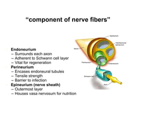Facial nerve injuries symptoms, treatment | PPTX