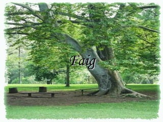 Faig, Xaviipau | PPT