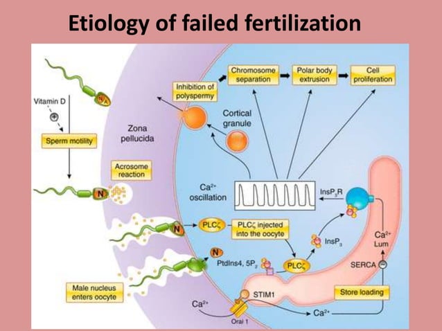 FAILED OR ABNORMAL FERTILIZATION.pptx