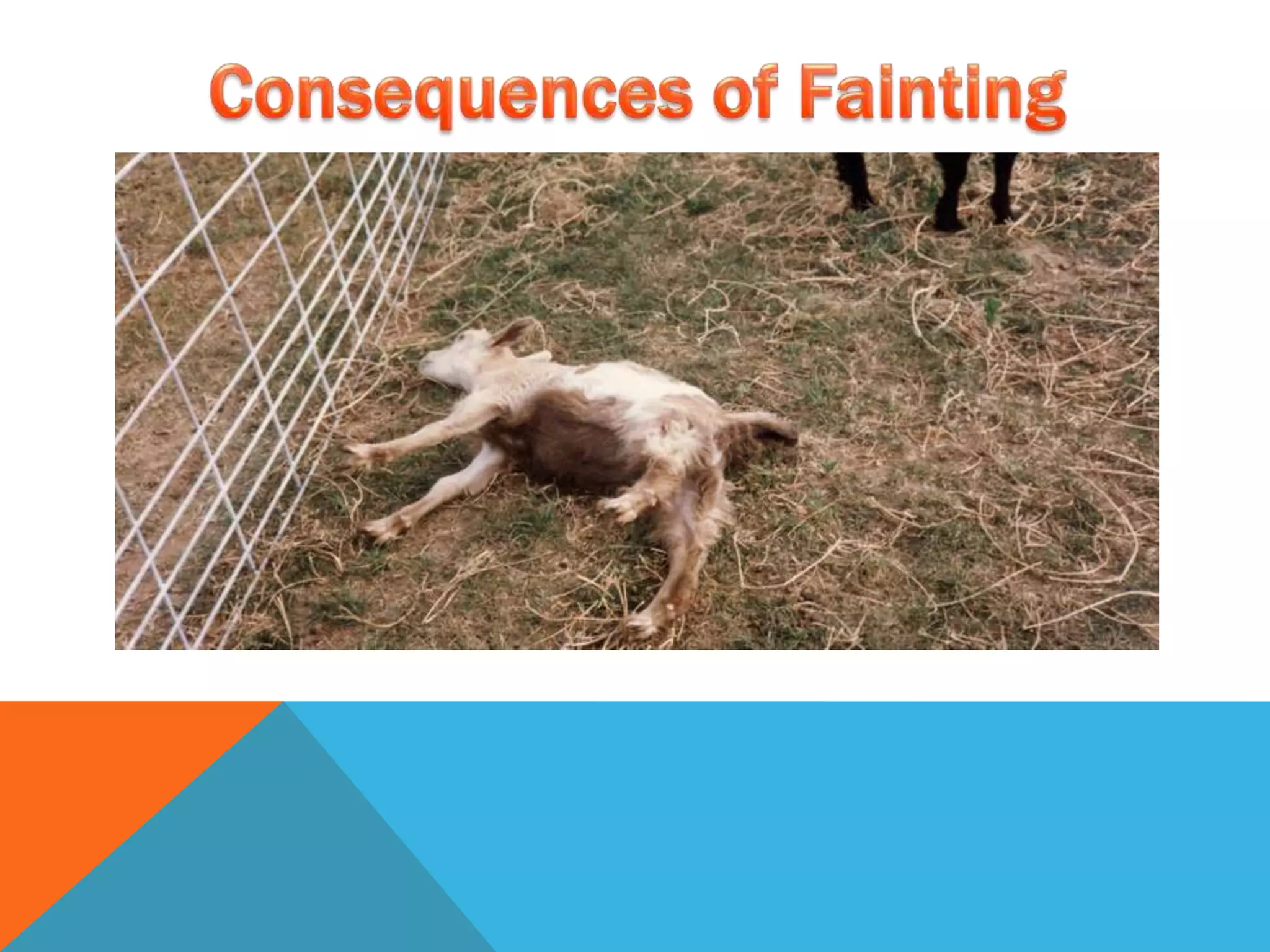 Fainting goats | PPTX