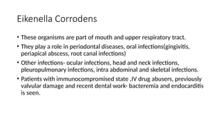 Hacek and group of infection and management | PPTX