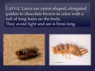 Faizan baloch | PPTX