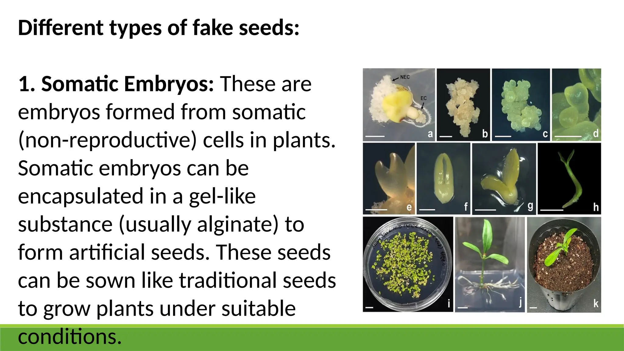 agricultural biotechnology-Fake-seeds-ugdamina.pptx