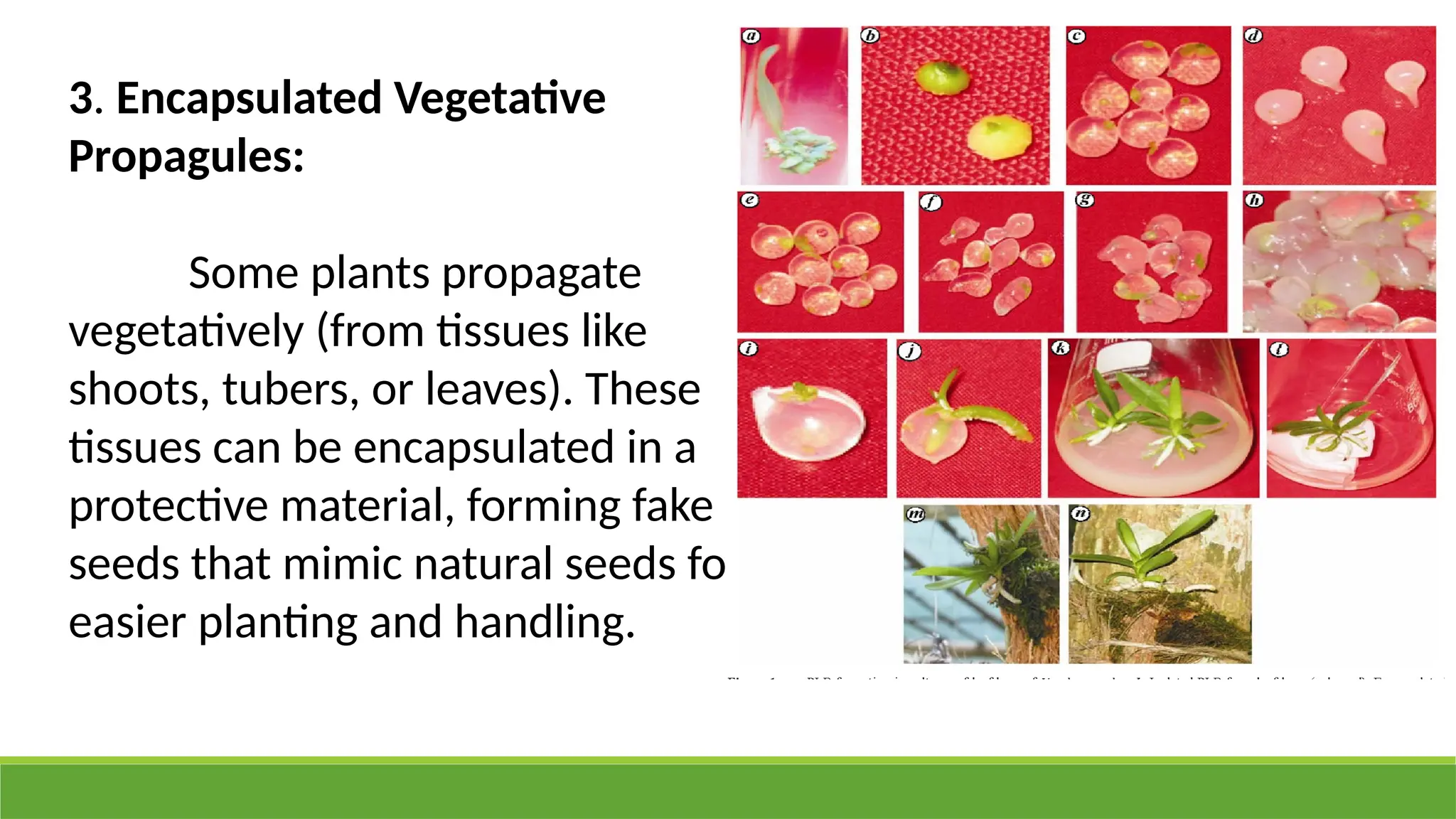 agricultural biotechnology-Fake-seeds-ugdamina.pptx