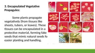 agricultural biotechnology-Fake-seeds-ugdamina.pptx