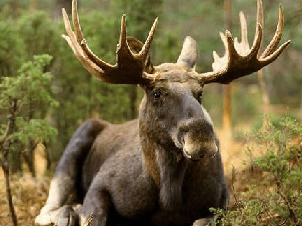 Faktabok Om Dyr, Vinter