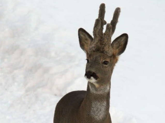 Faktabok Om Dyr, Vinter | PPT