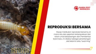 FAKTA MENARIK RAYAP | HP 0813-1344-4221 | JASA PEMBASMI RAYAP BANDUNG | PPT