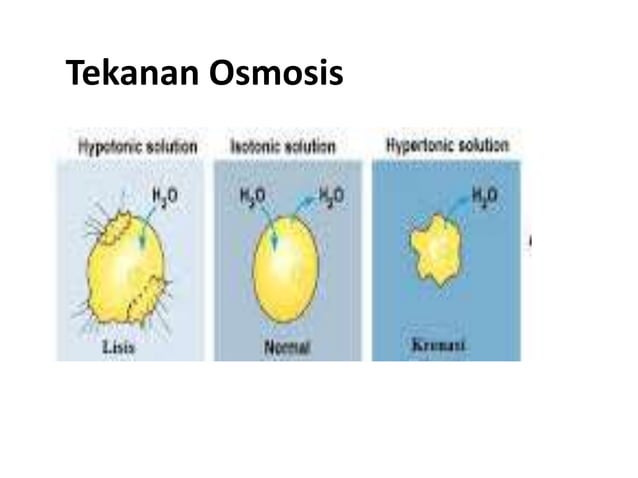 Faktor faktor yang mempengaruhi pertumbuhan bakteri | PPTX