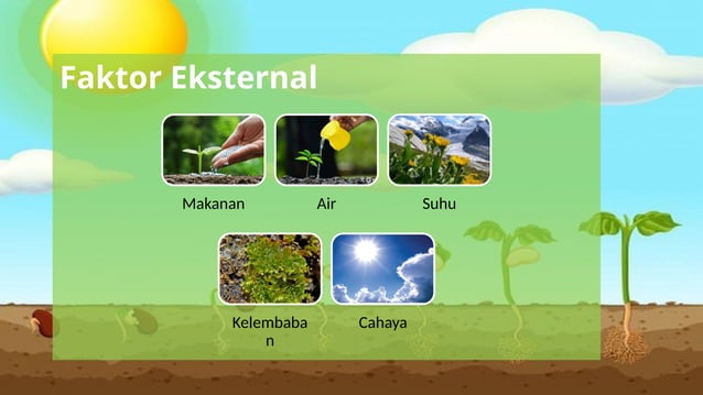 Faktor Eksternal dan Internal yang Mempengaruhi Pertumbuhan Tanaman.pptx
