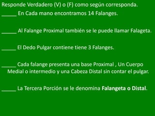 Falanges | PPTX