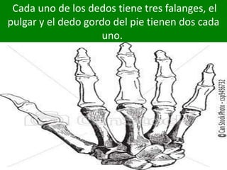 Falanges | PPTX