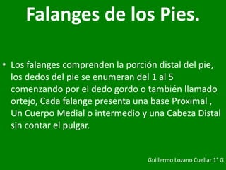 Falanges | PPTX