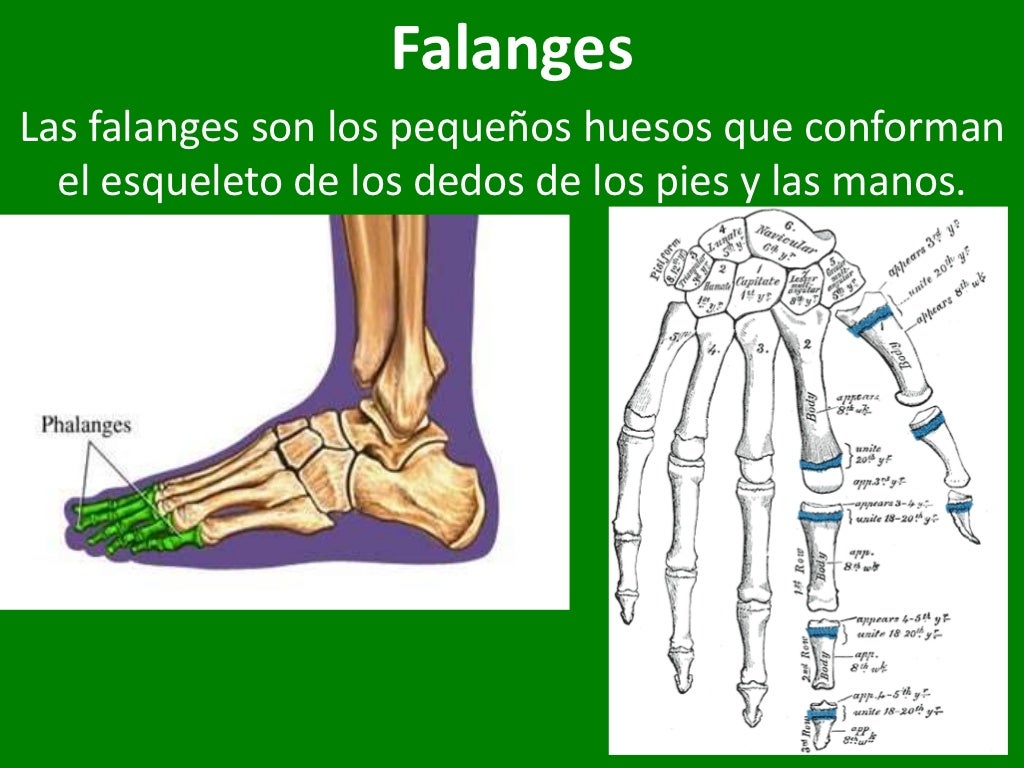 Falanges