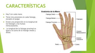 Falanges i(1) | PPTX