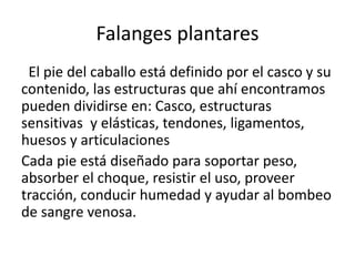 Falanges posteriores del equino | PPTX