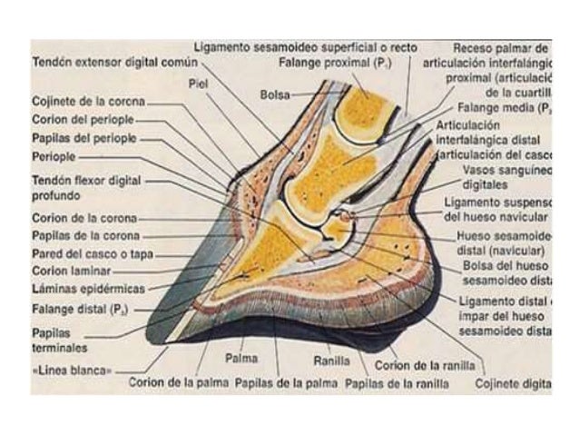 Falanges posteriores del equino