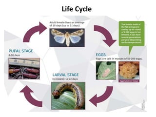Fall Army Worm | PPTX