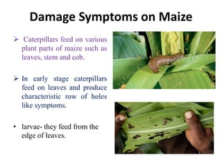 Fall Armyworm Damage