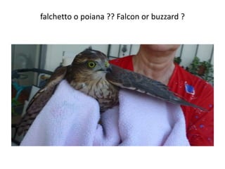 Falchetto o poiana / Falcon or buzzard ? | PPTX