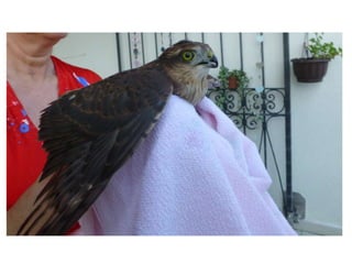 Falchetto o poiana / Falcon or buzzard ? | PPTX