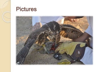 Falconry | PPTX