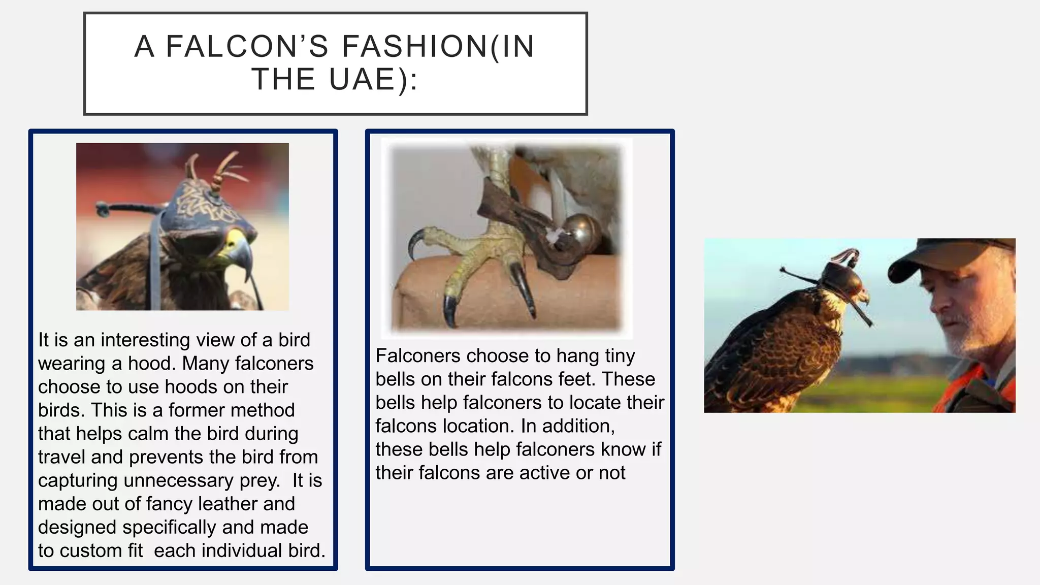 Falconry in the uae (nour, kareem, and judy)3333 | PPTX