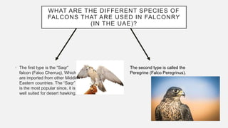 Falconry in the uae (nour, kareem, and judy)3333 | PPTX