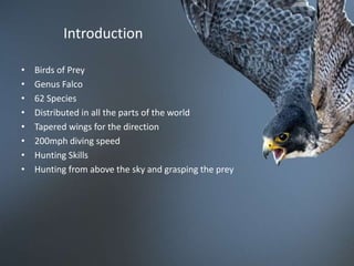 Falcons in Pakistan | PPTX