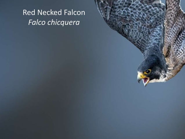 Falcons in Pakistan | PPTX