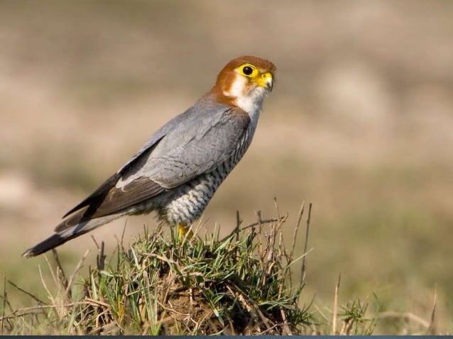 Falcons in Pakistan | PPTX