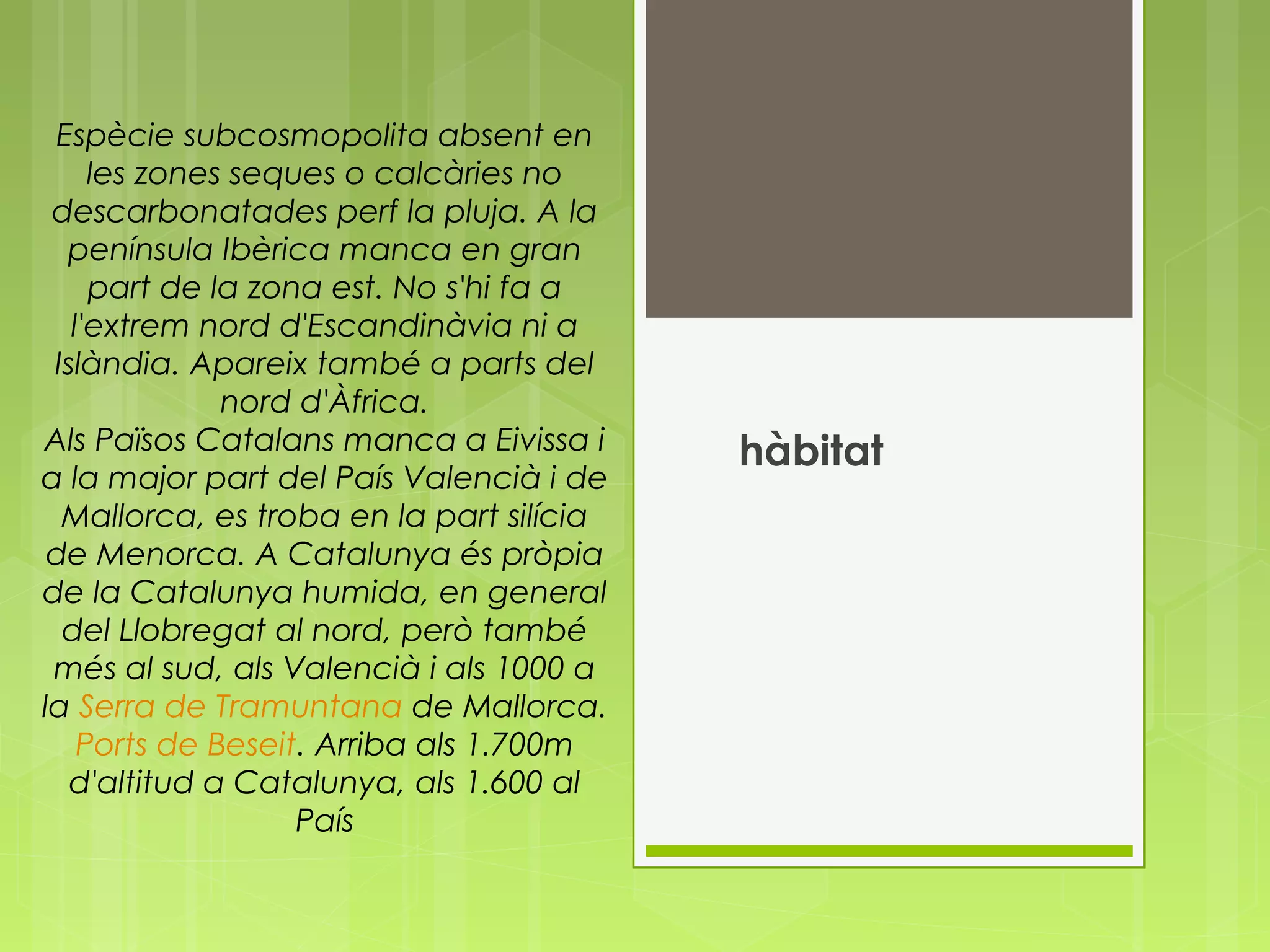 Falguera | PPT