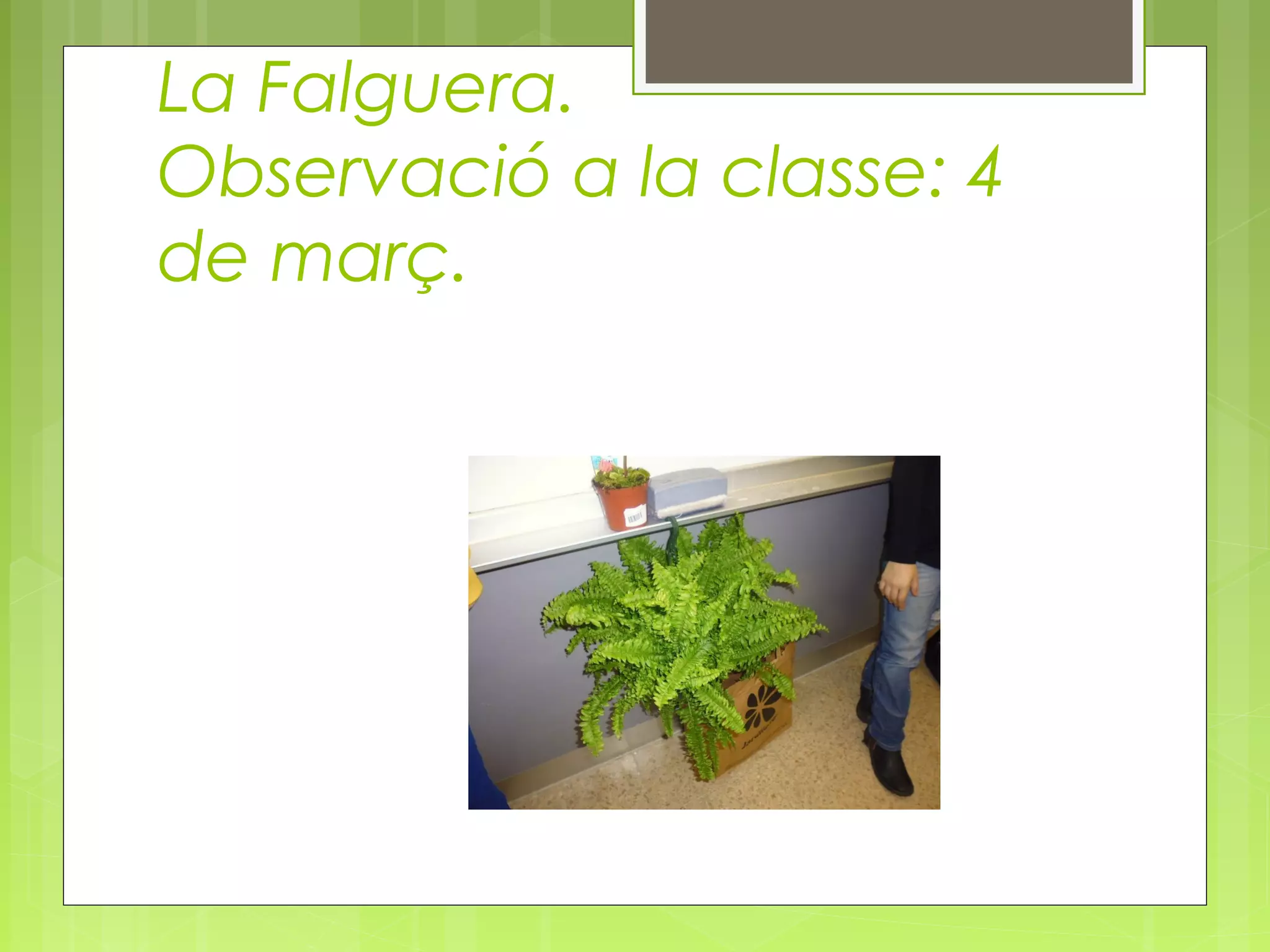 Falguera | PPT