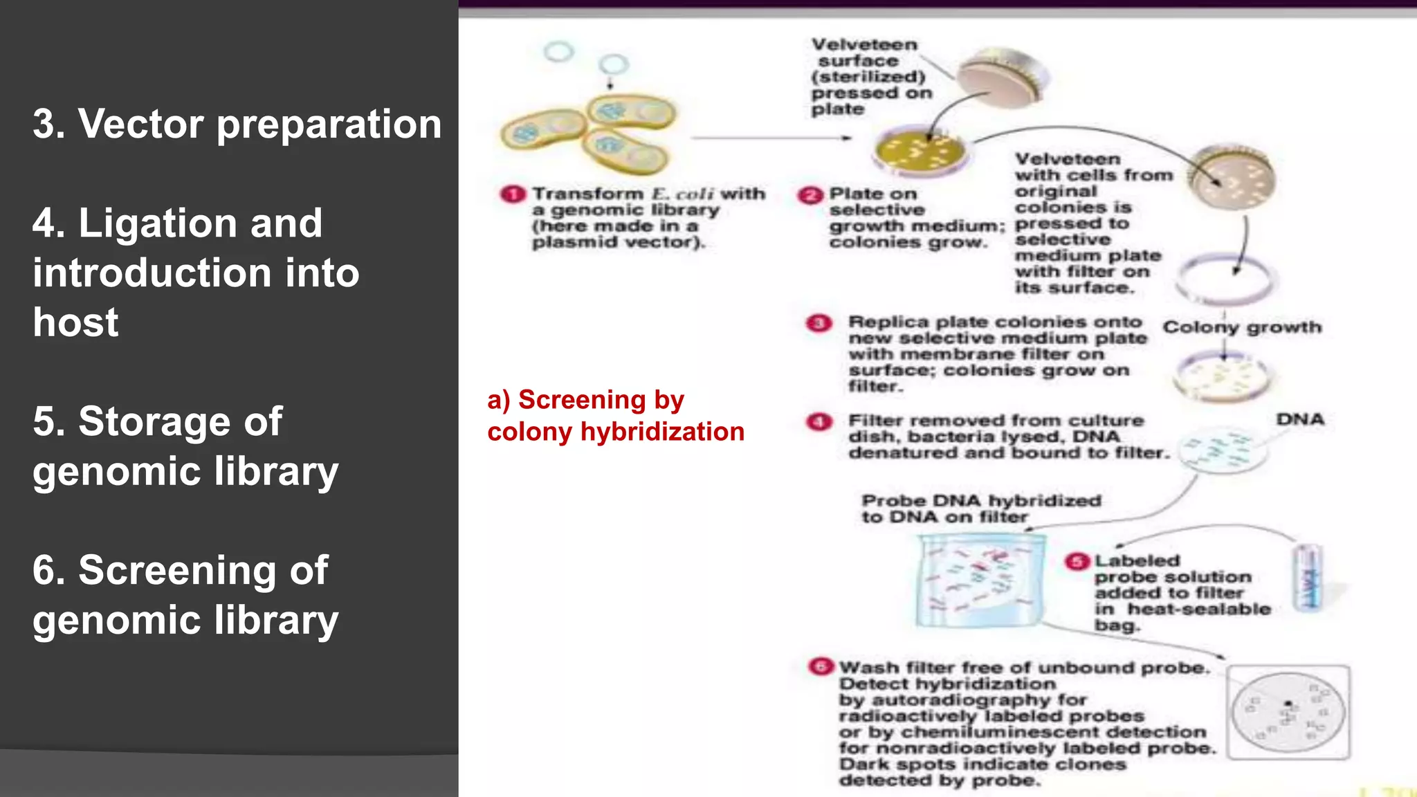 Gene Libraries | PPTX