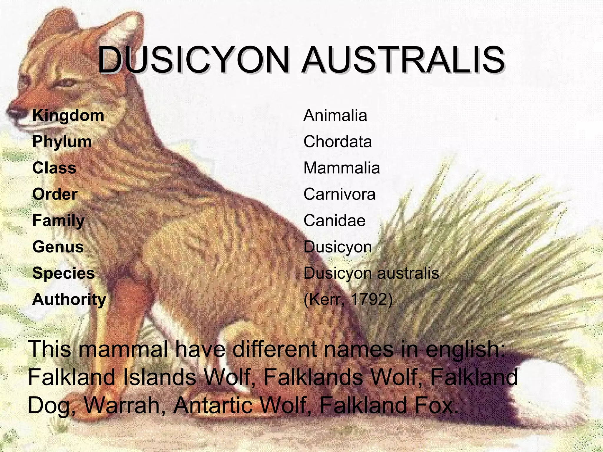 Falklandislandswolf | PPT