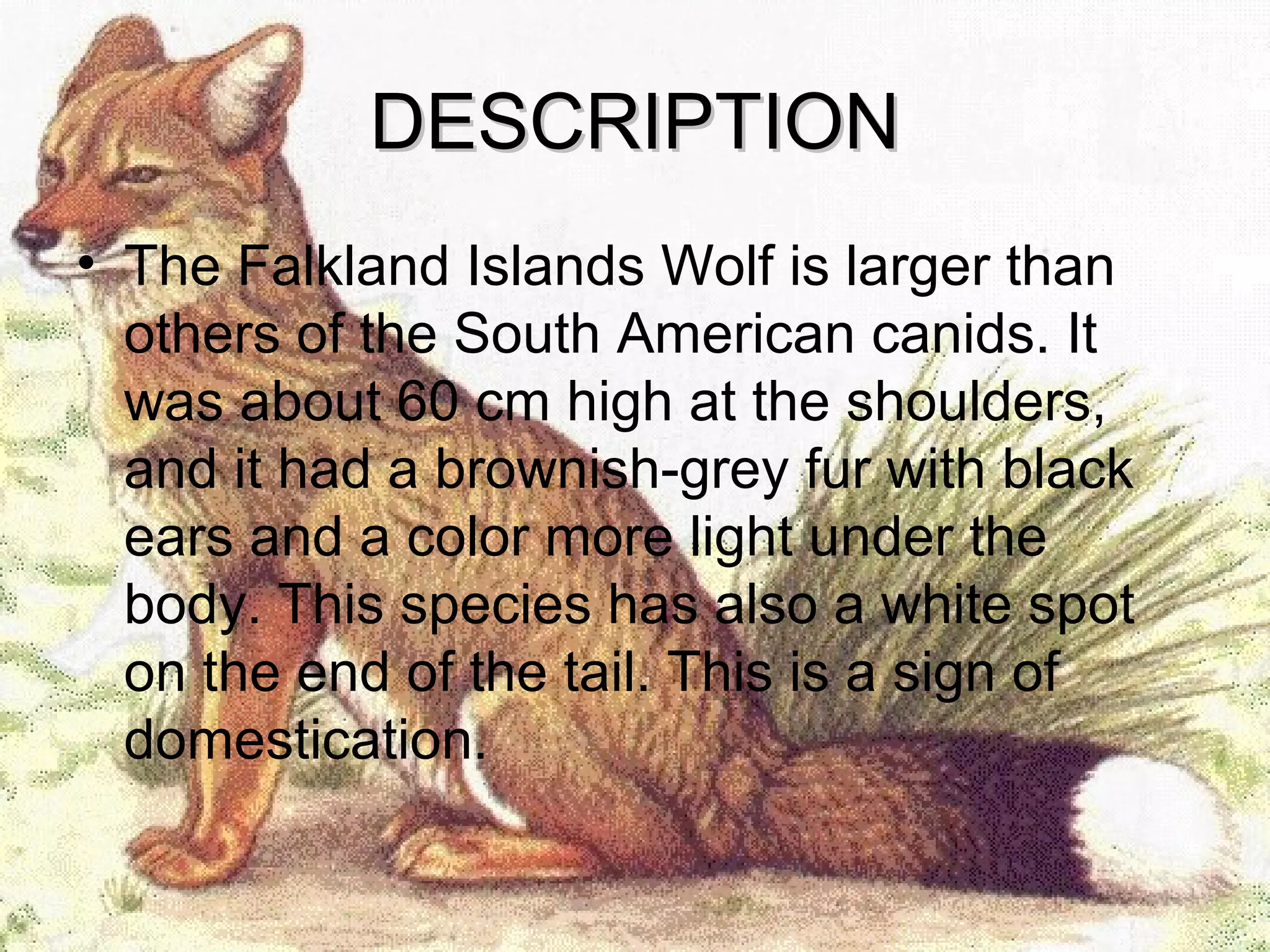 Falklandislandswolf | PPT